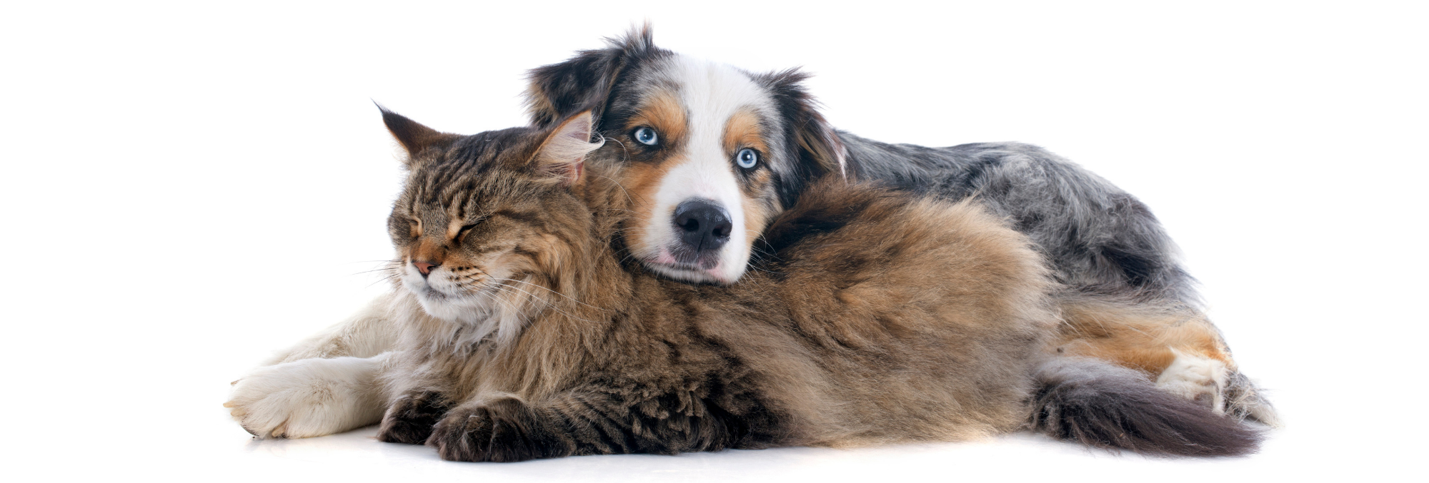 DAMP Review | Share Strathbogie